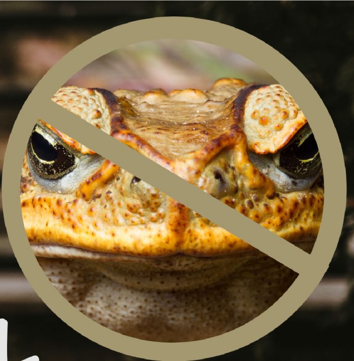 Be on the Lookout for Cane Toads - In the Cove
