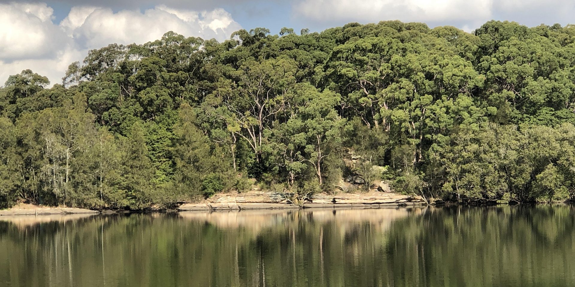 Lane Cove Bush Kids - River Life - In the Cove